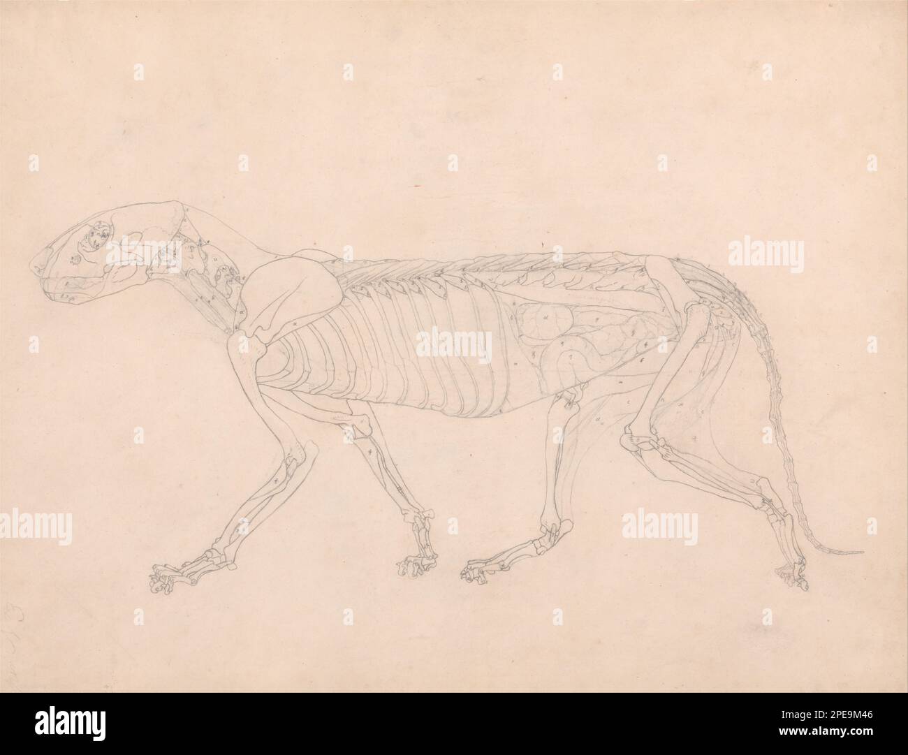 A Comparative Anatomical Exposition of the Structure of the Human Body ...