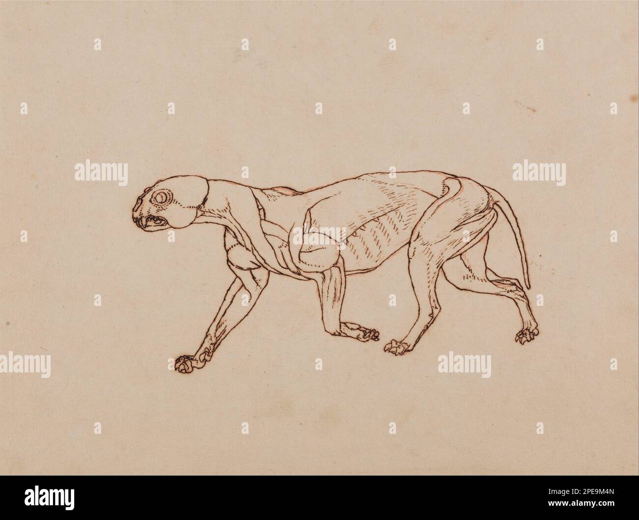 A Comparative Anatomical Exposition of the Structure of the Human Body ...