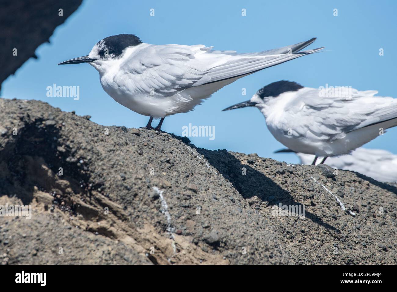A white-fronted tern (Sterna striata) perching in Curio Bay in Aotearoa ...