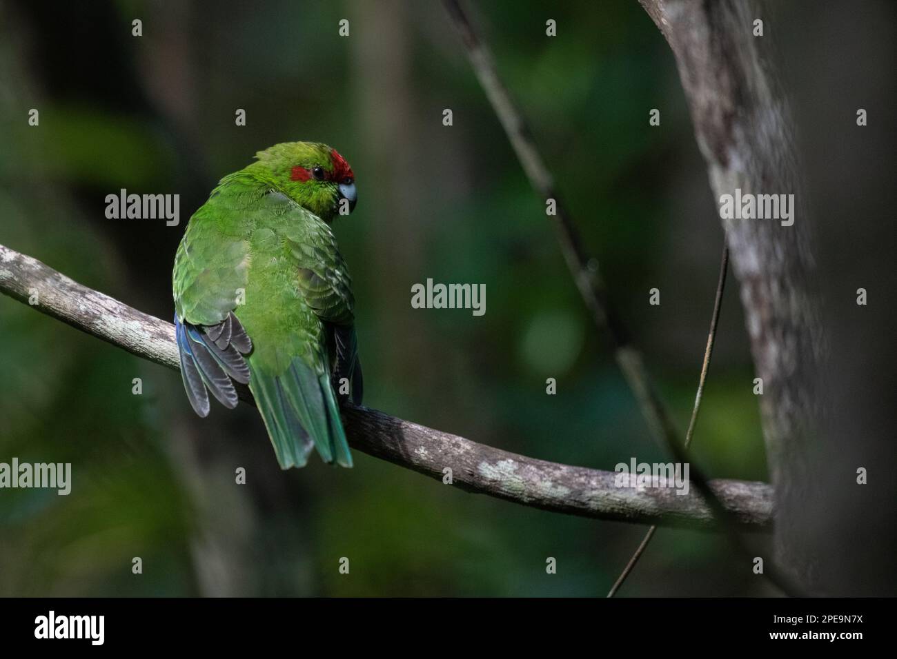 The red-crowned parakeet (Cyanoramphus novaezelandiae) an endemic ...