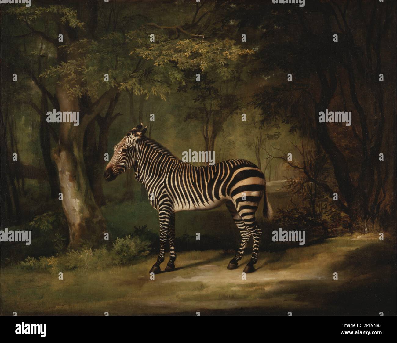 George stubbs zebra hi-res stock photography and images - Alamy