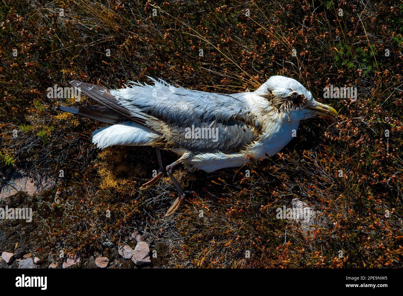 Cadaver Of A Dead Seagull At The Atlantic Coast Stock Photo - Alamy