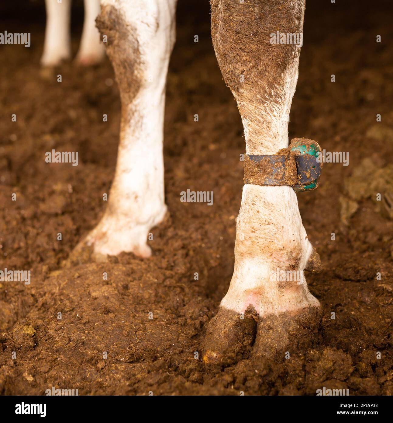 Calf's hooves in ground with bracelet on them Stock Photo - Alamy