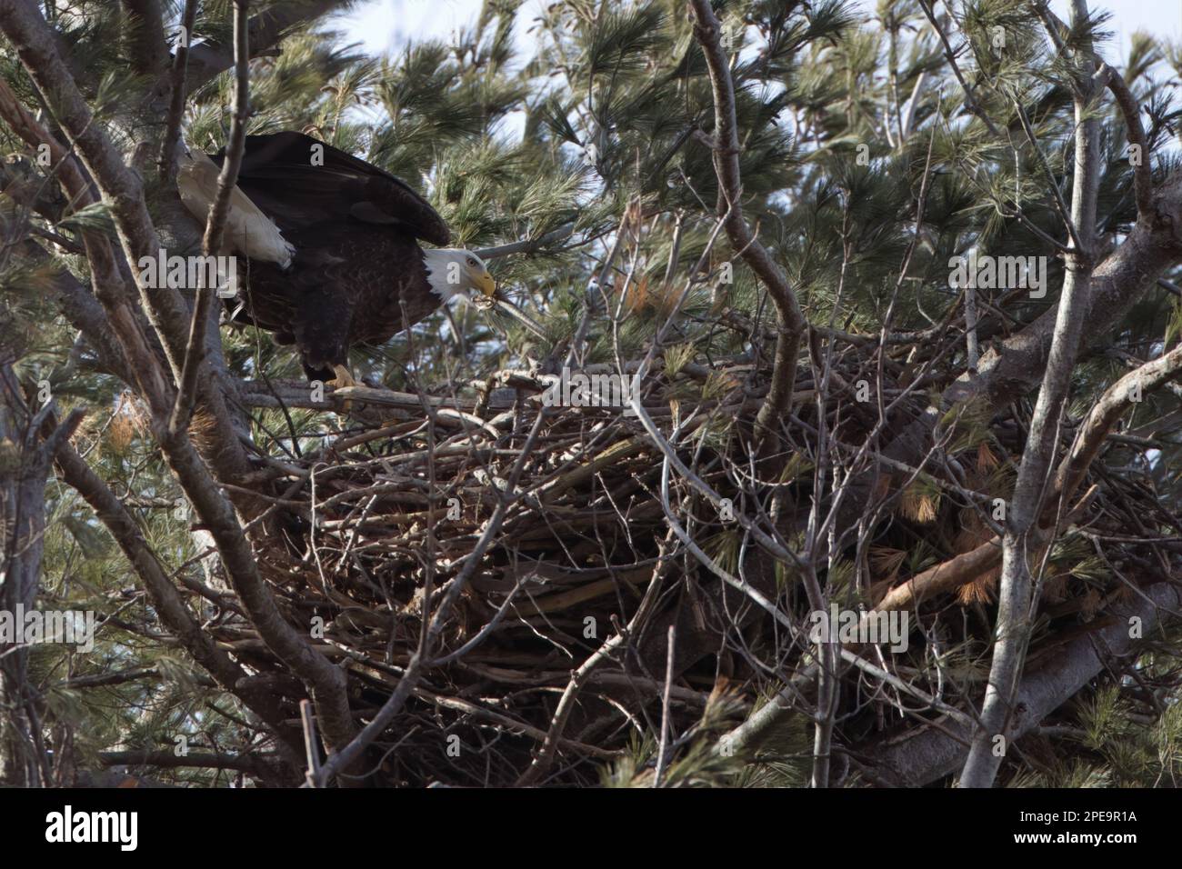 A bald eagle looks over its nest in a tree Stock Photo - Alamy