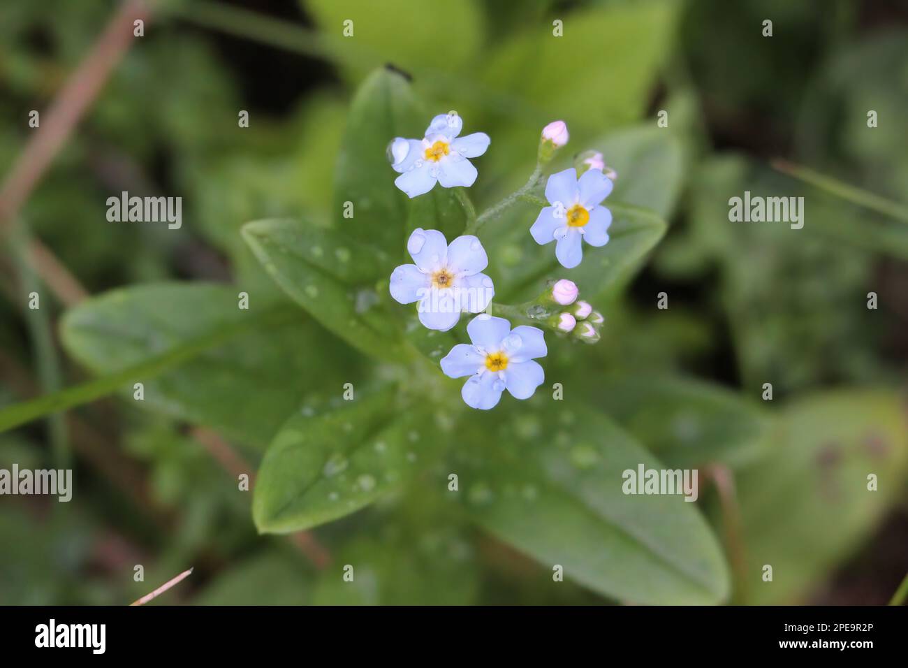 Small blue forget-me-not flowers grow on a stem Stock Photo - Alamy