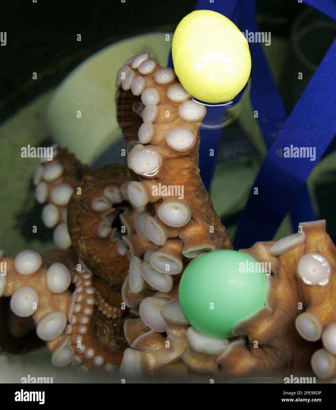 A juvenile Giant Pacific Octopus named Alaska plays with plastic Easter ...