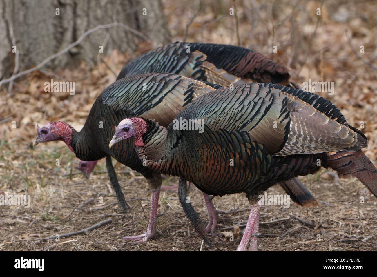 Three turkeys hi-res stock photography and images - Alamy