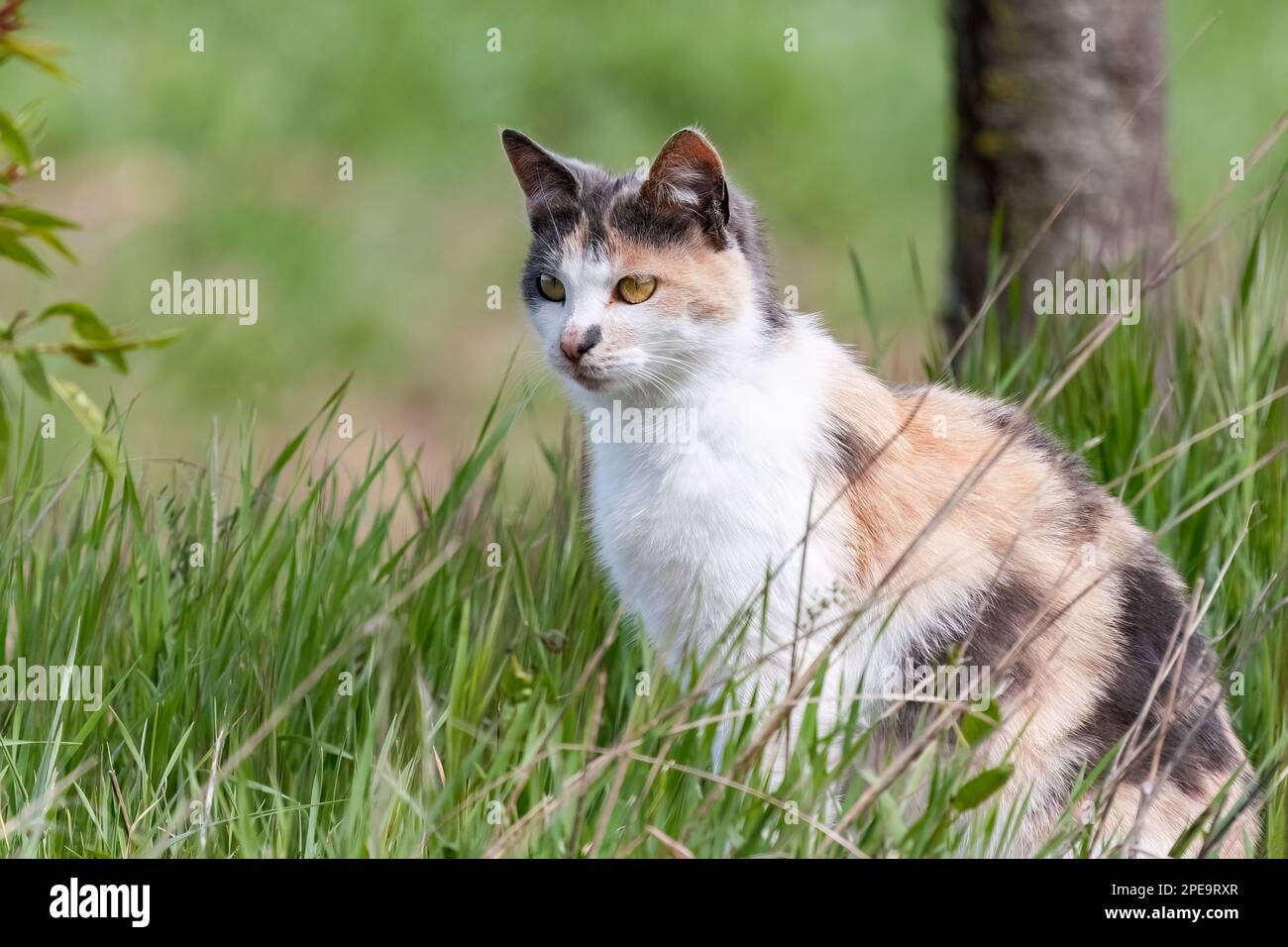 Cute domestic cat in alert close-up portrait among green grass Stock ...