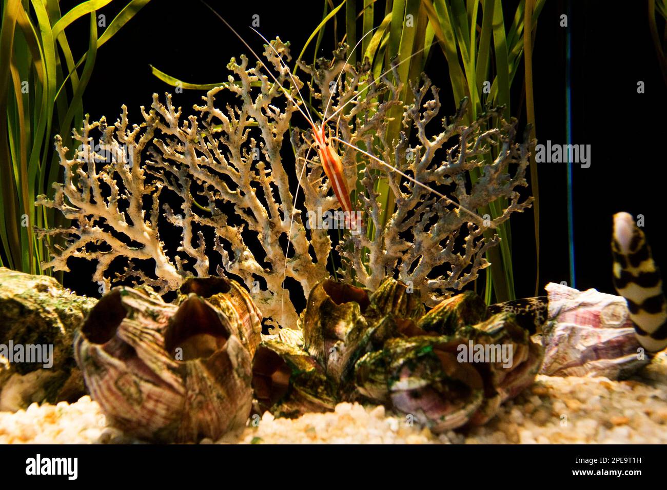 Algae cleaner hi-res stock photography and images - Alamy