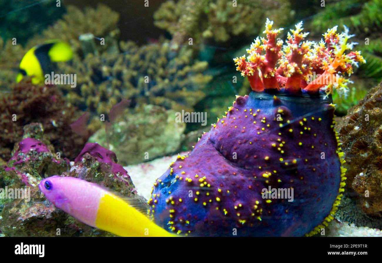 Aquarium fish with yellow fins and tail hi-res stock photography and ...