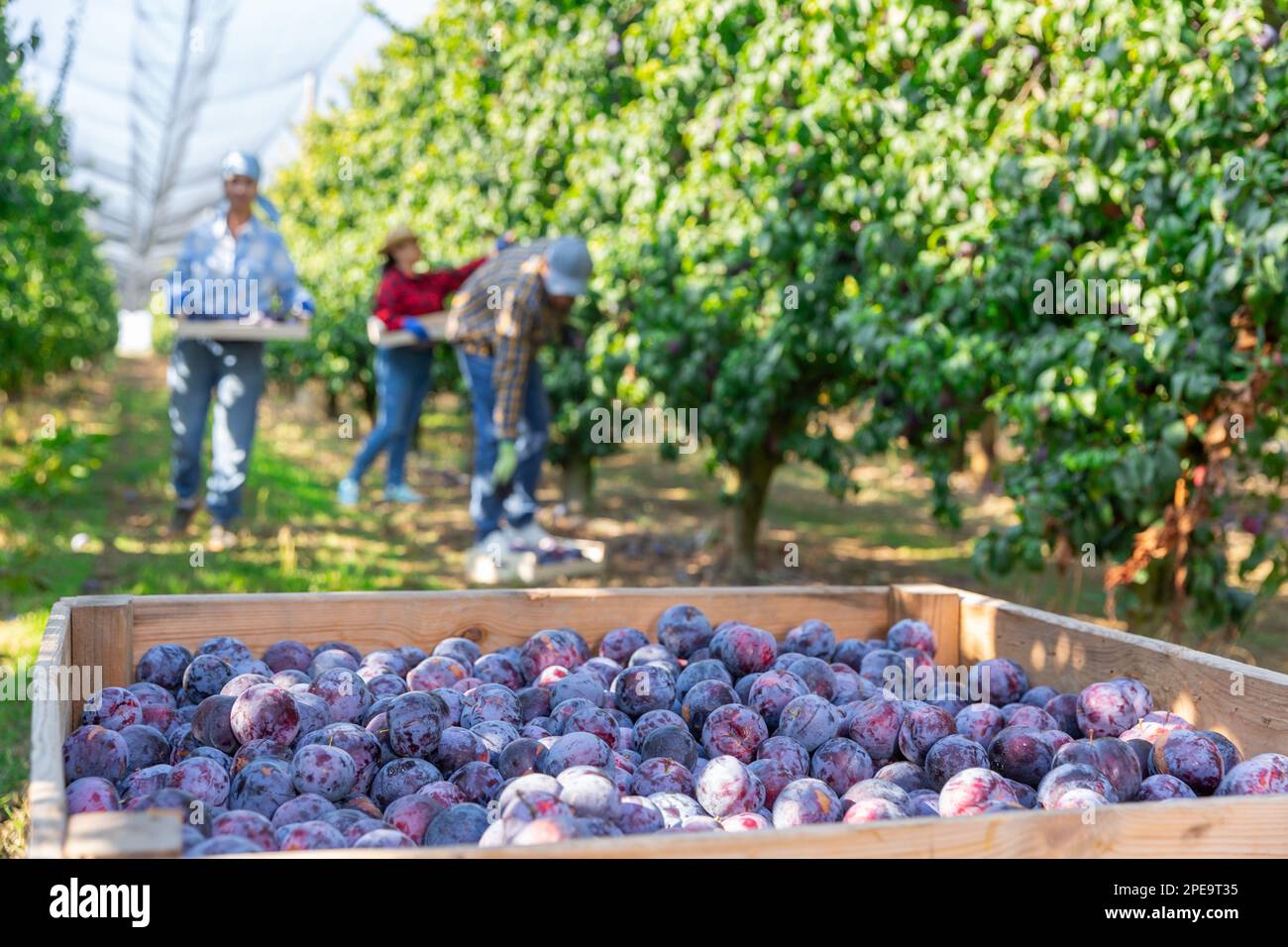 Box with plums and workers in background Stock Photo - Alamy