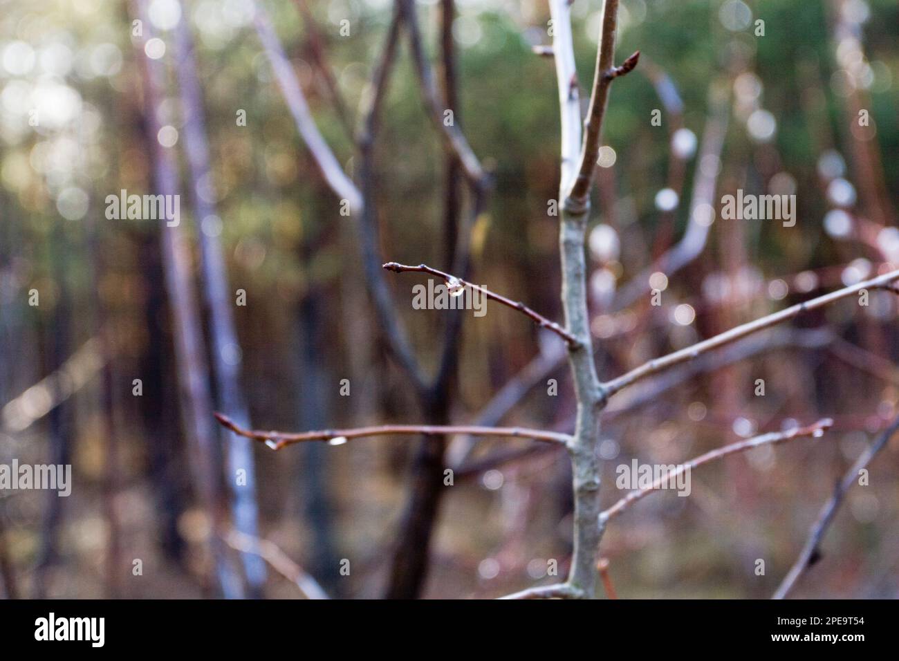 A drop on a branch in the forest Stock Photo - Alamy