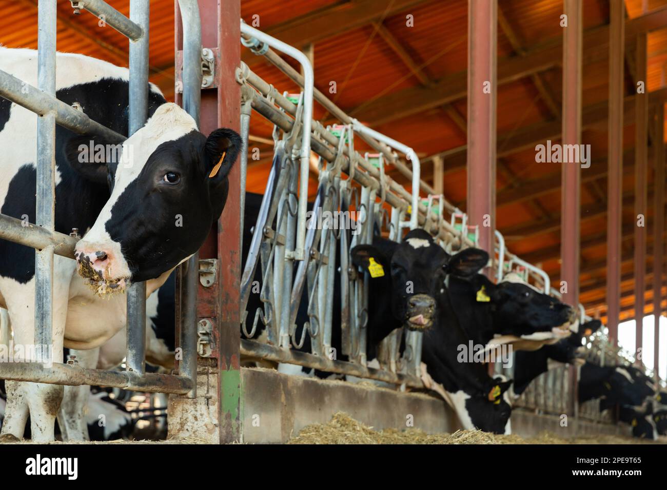 Milking cows eating stock hi-res stock photography and images - Alamy