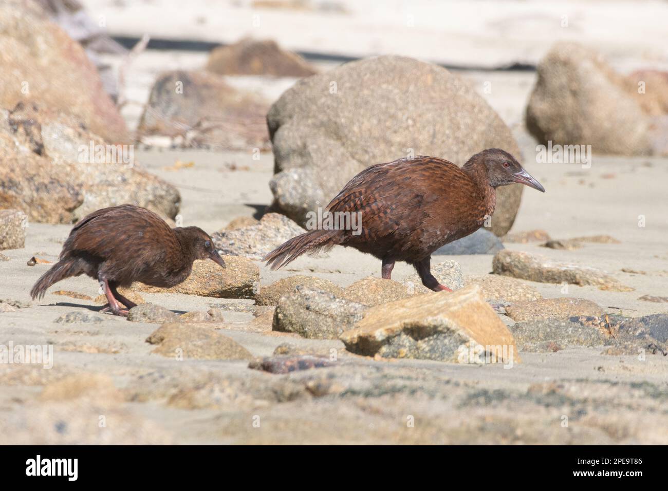 A Weka, Gallirallus australis, parent and chick walking on the beach at ...