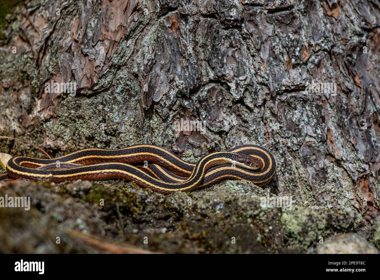 Eastern ribbon snake soaking up some spring rays in northern ...