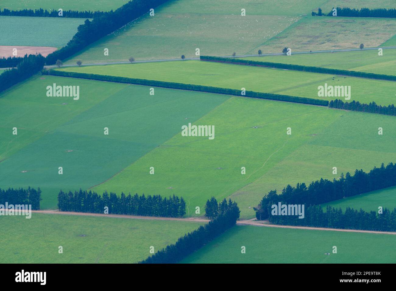 New Zealand farm scene showing shelter belts, hedge rows and sheep and ...