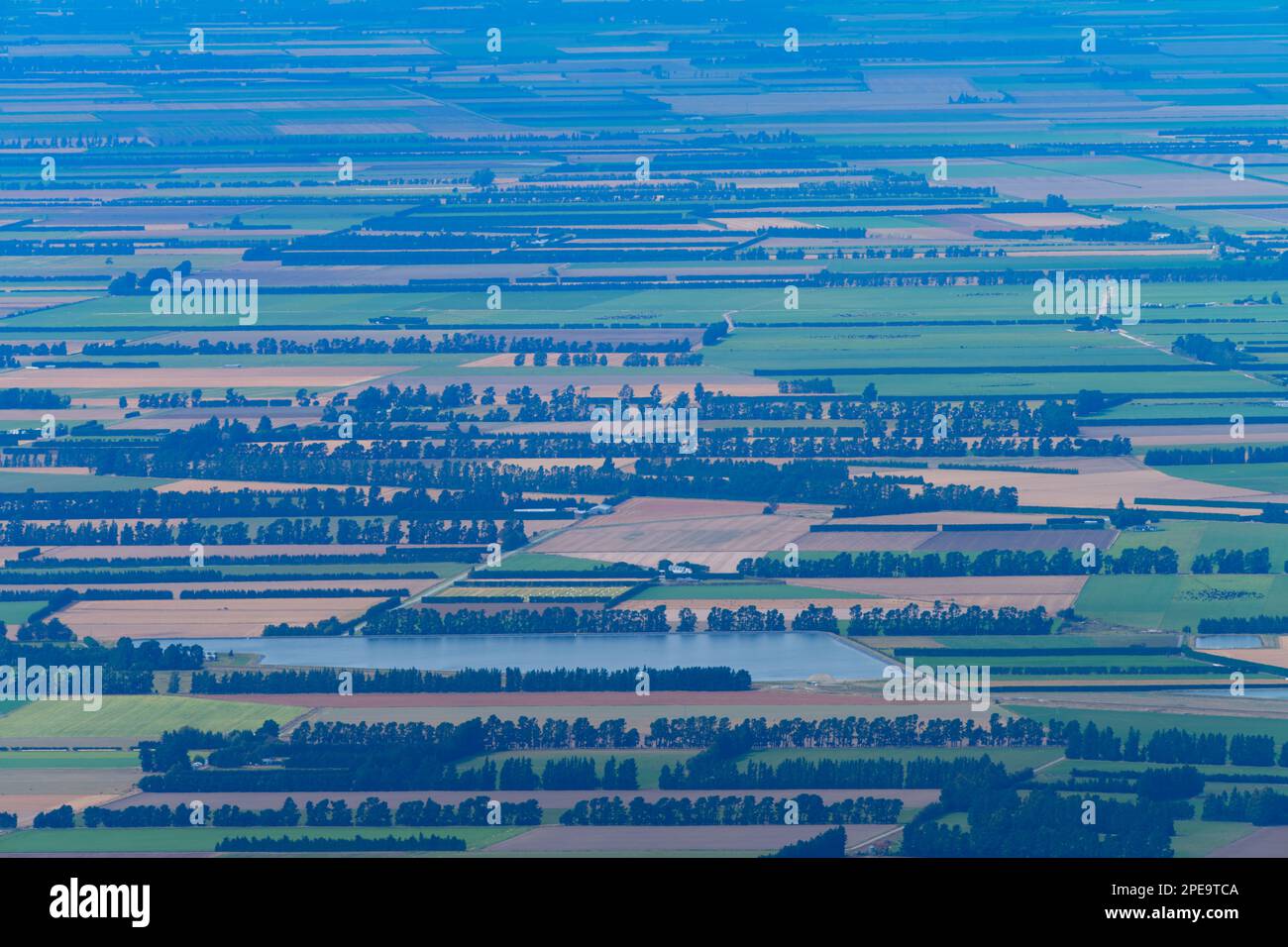 Shelter belts, hedge rows and sheep and dairy farming in distance ...
