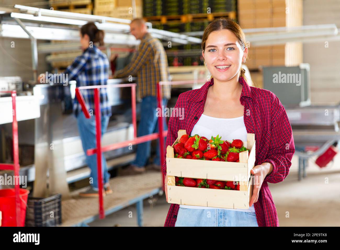 Woman engaged on fruit sorting line, carrying box with strawberry in ...