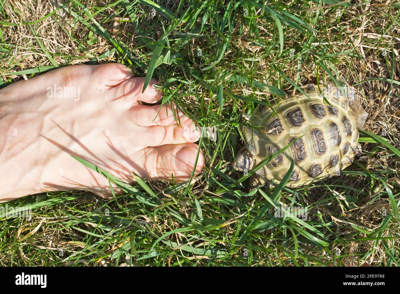 Giant toes hi-res stock photography and images - Alamy