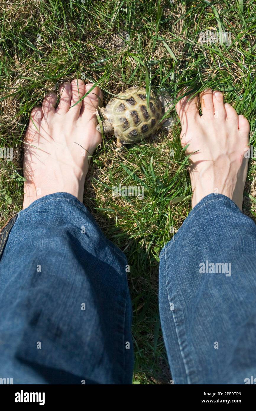 Turtle and legs Stock Photo - Alamy