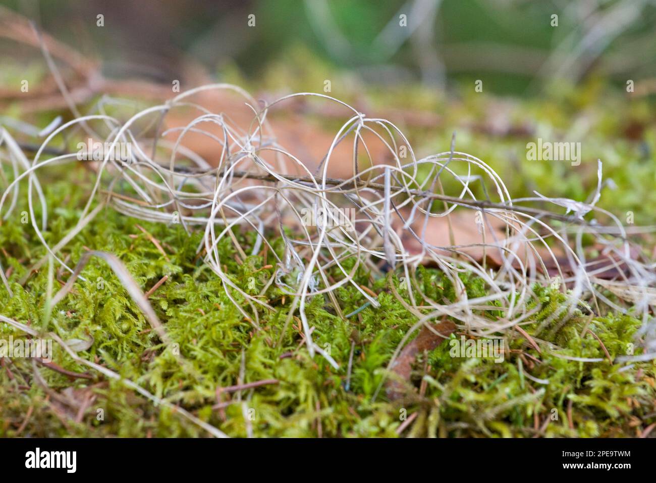 Dry blade of grass on the moss Stock Photo - Alamy