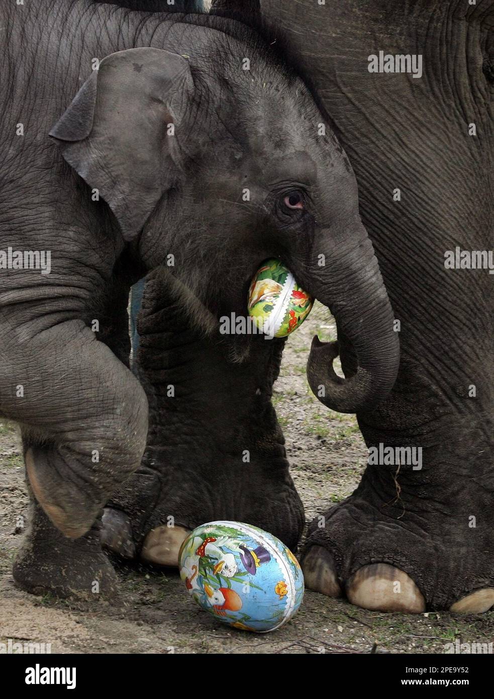 A still nameless elephant baby plays with an Easter egg filled with ...