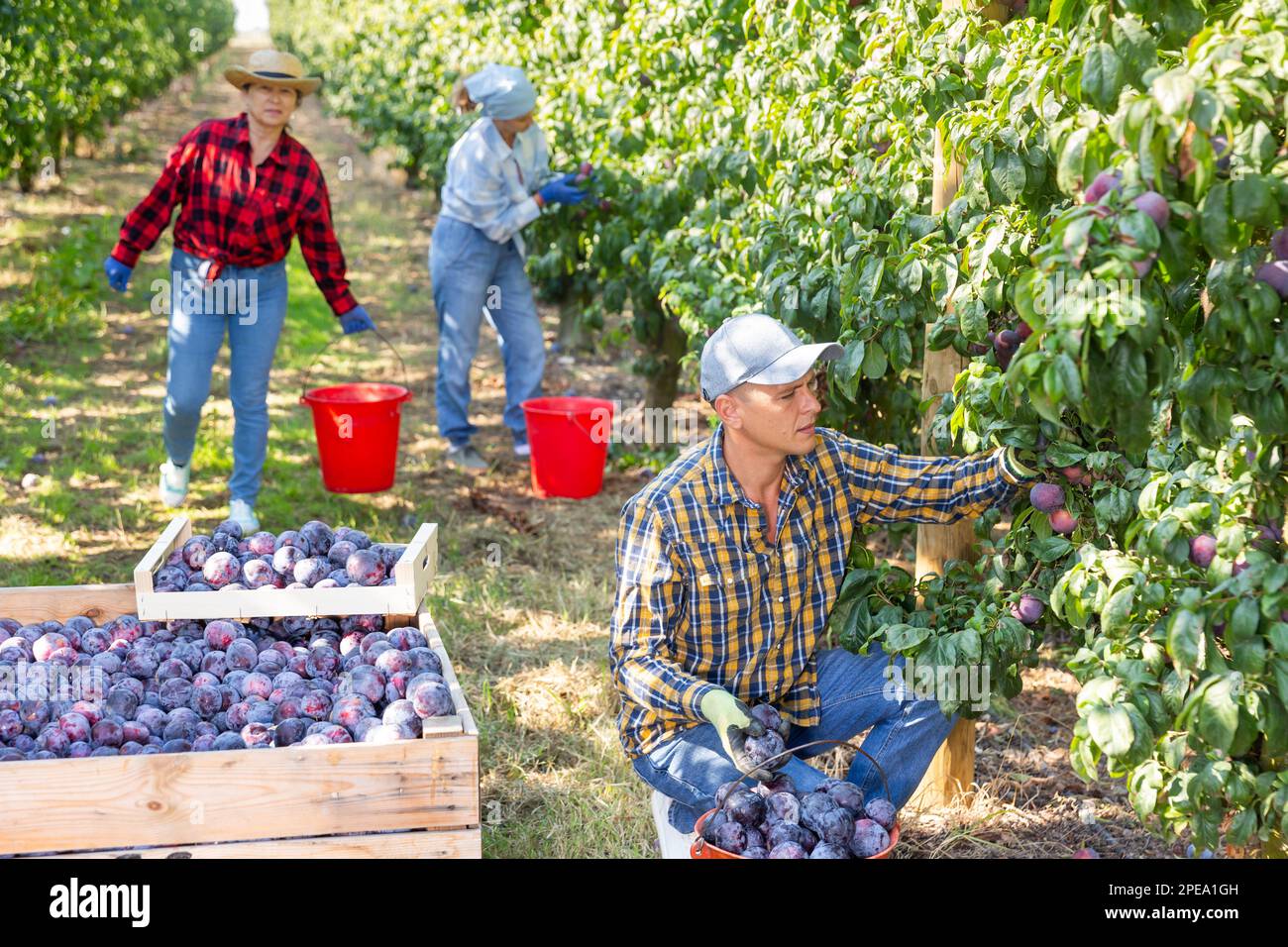 Farmer with workers harvesting ripe plums in fruit garden Stock Photo ...