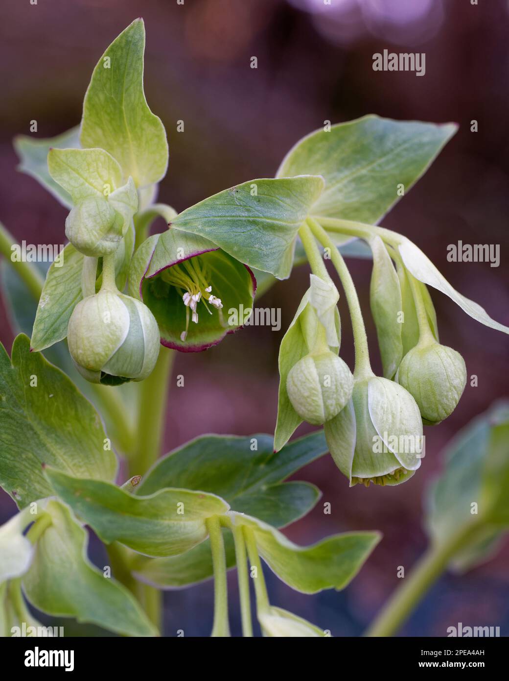 Stinking Hellebore - Helleborus foetidus flower and buds Stock Photo ...