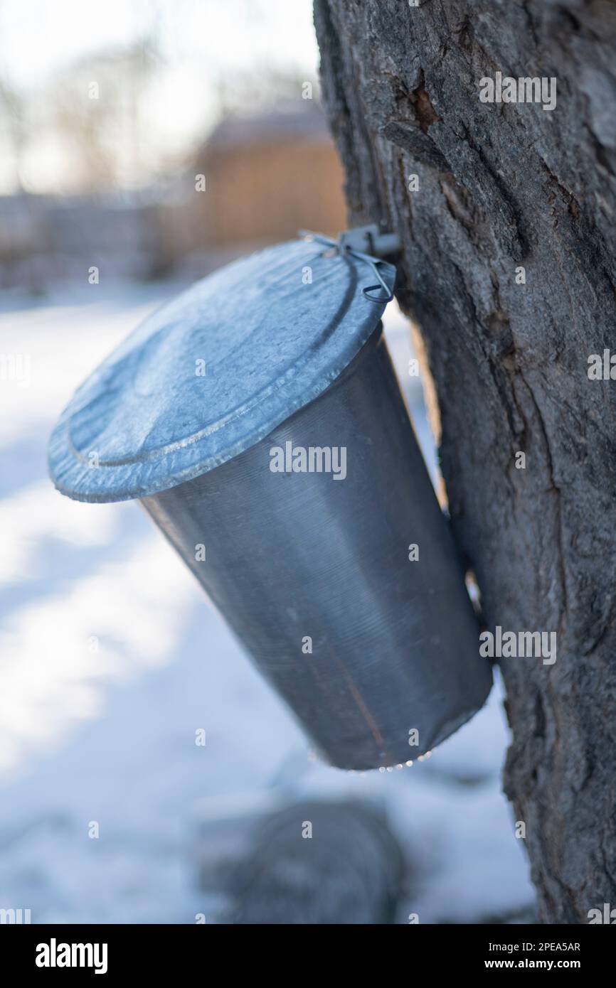 A sap collecting bucket catches droplets of sugar maple sap in March ...