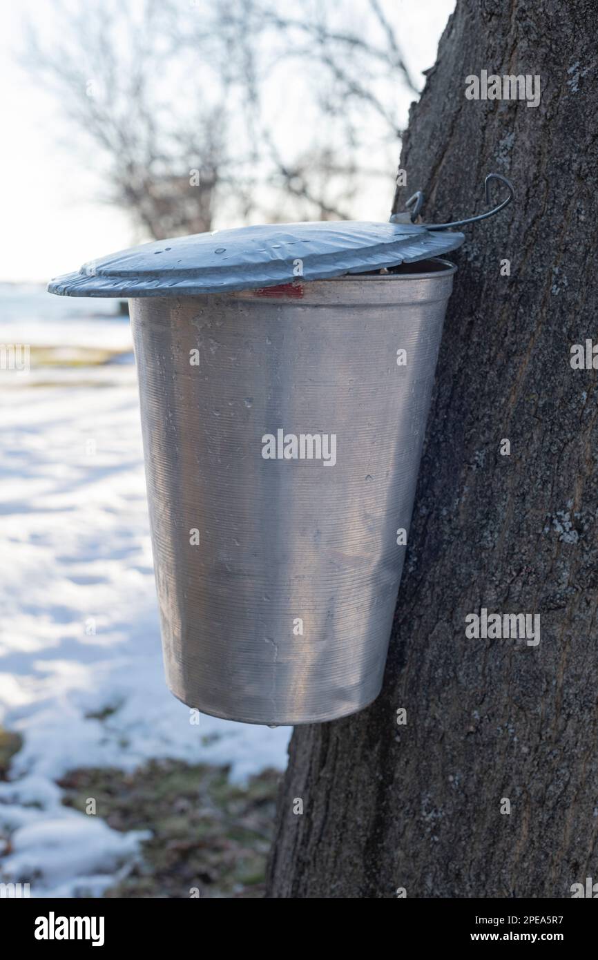 A sap collecting bucket catches droplets of sugar maple sap in March ...