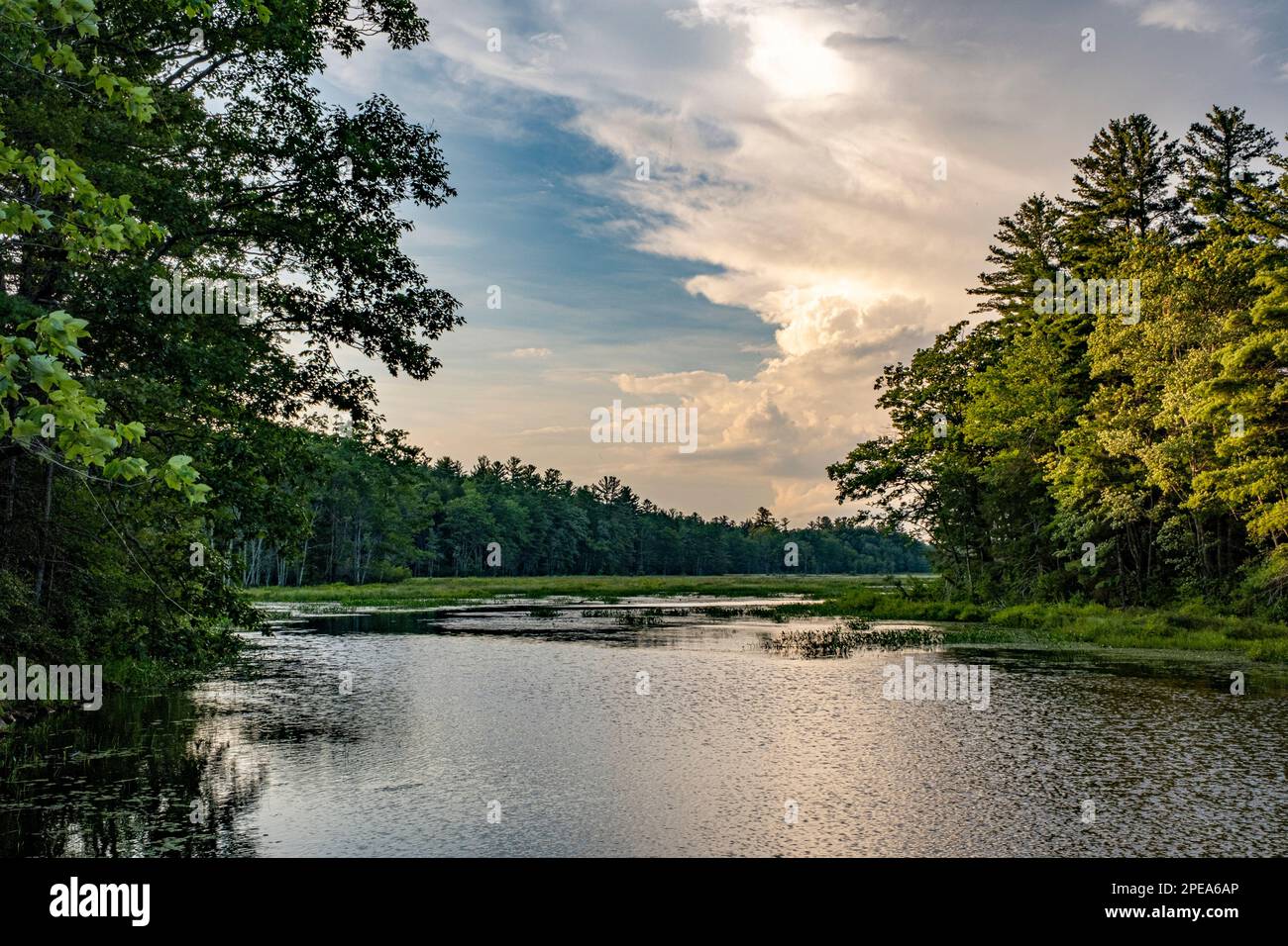 Rural pond in nature hi-res stock photography and images - Alamy