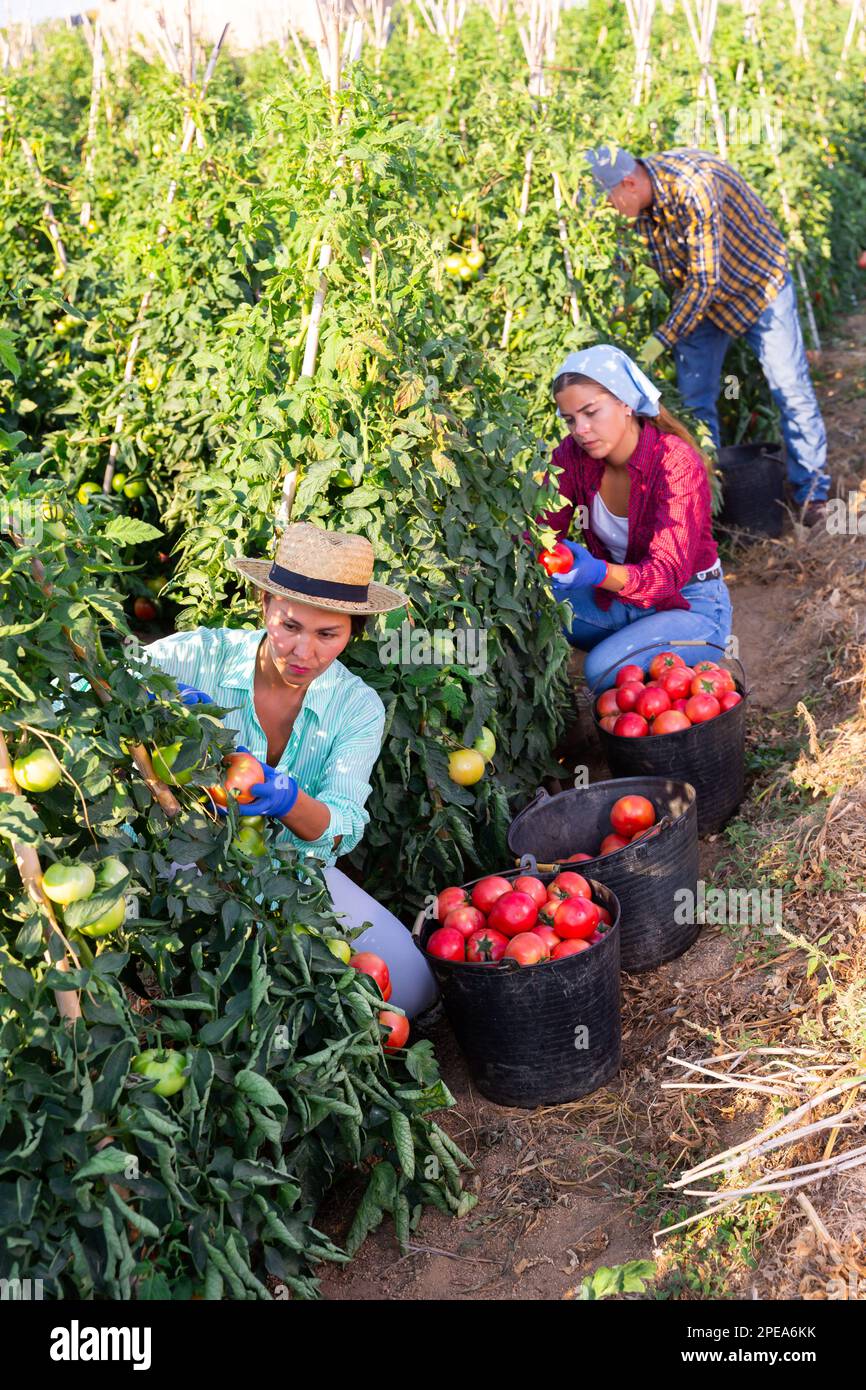 Three plantation workers harvesting tomatoes Stock Photo - Alamy