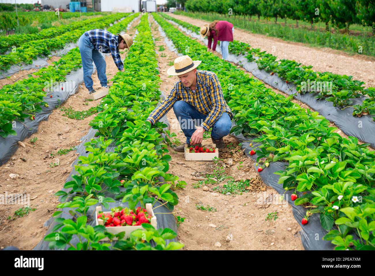 Team of farmers picking strawberry at farm Stock Photo - Alamy