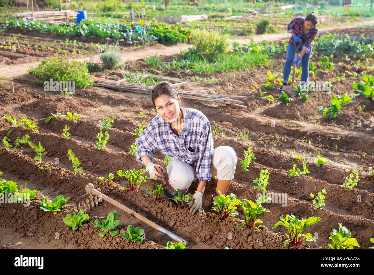 Asian woman hilling vegetable seedlings in garden beds Stock Photo - Alamy