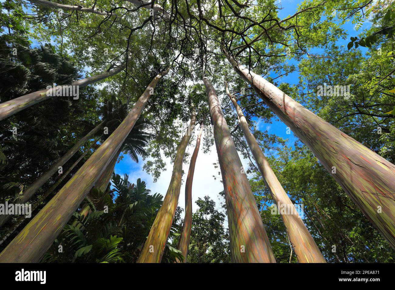 Looking up at the colorful trunks and canopy of rainbow Eucalyptus ...