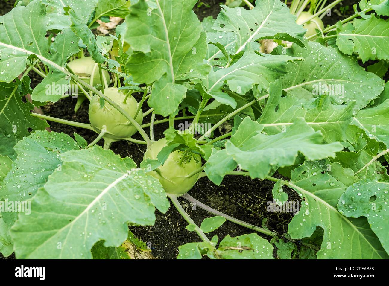 Green kohlrabi plants in hi-res stock photography and images - Alamy