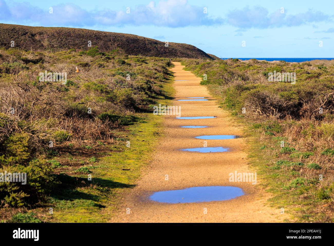 Puddles on flat trail through coastal park in Northern California Stock ...