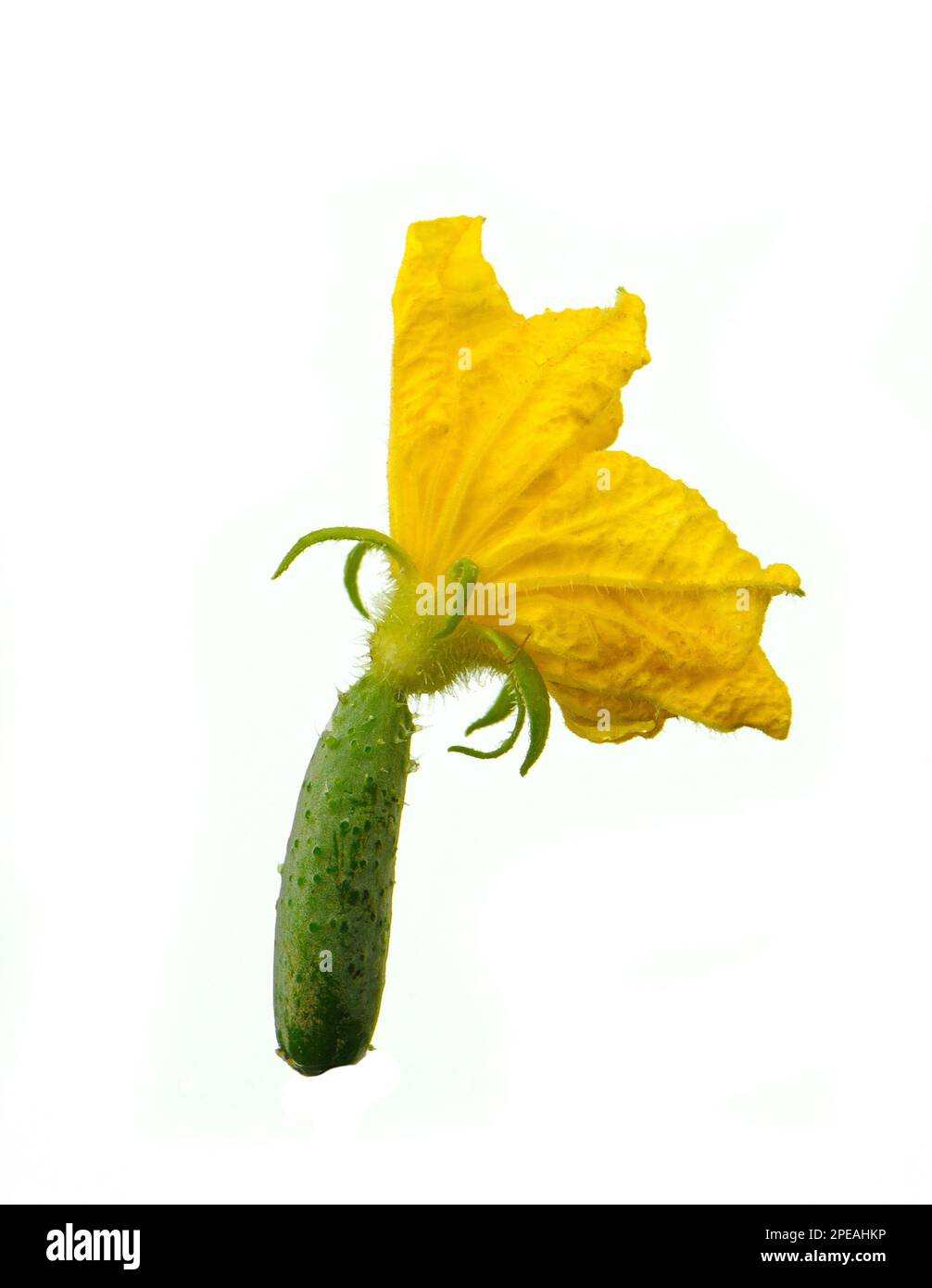 Young cucumber over white background. Fresh baby cucumber isolated ...