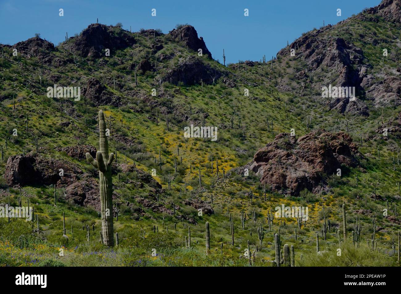 Wildflowers in bloom in the desert outside of Phoenix, Arizona Stock ...