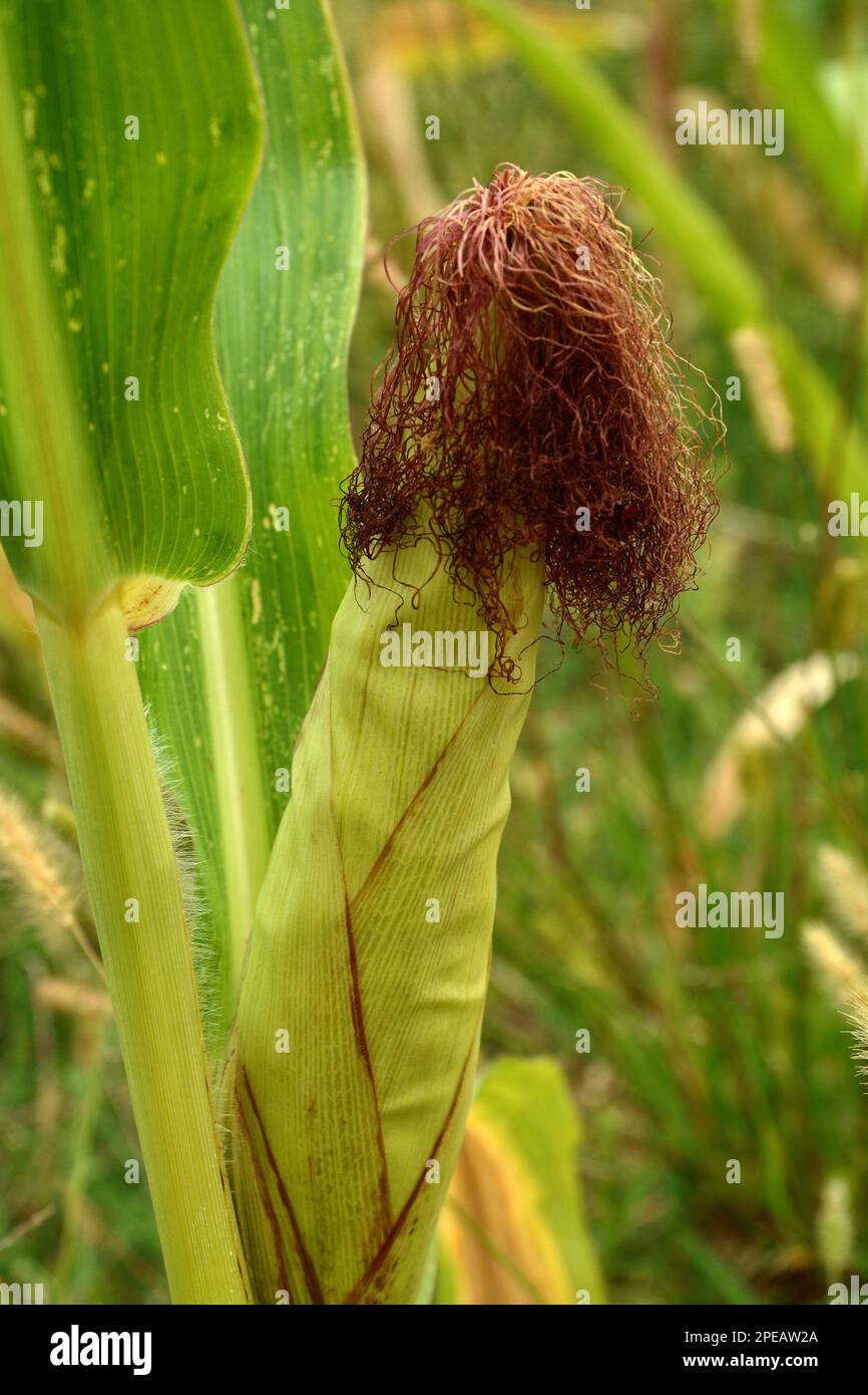 Maize or corn organic planting in cornfield. It is fruit of corn for ...