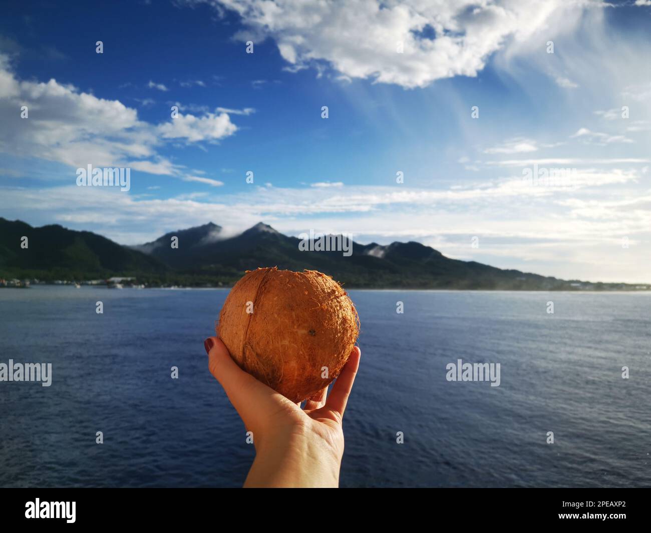 Coconut on Paradise Cook Island Stock Photo - Alamy