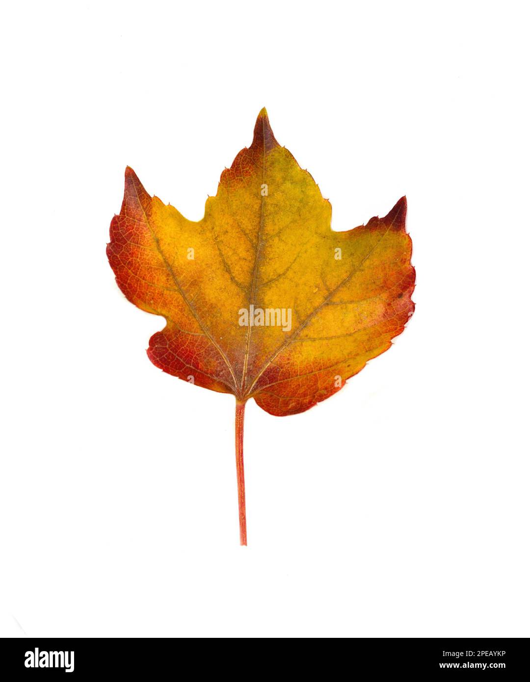 autumn leaf isolated on white background Stock Photo - Alamy
