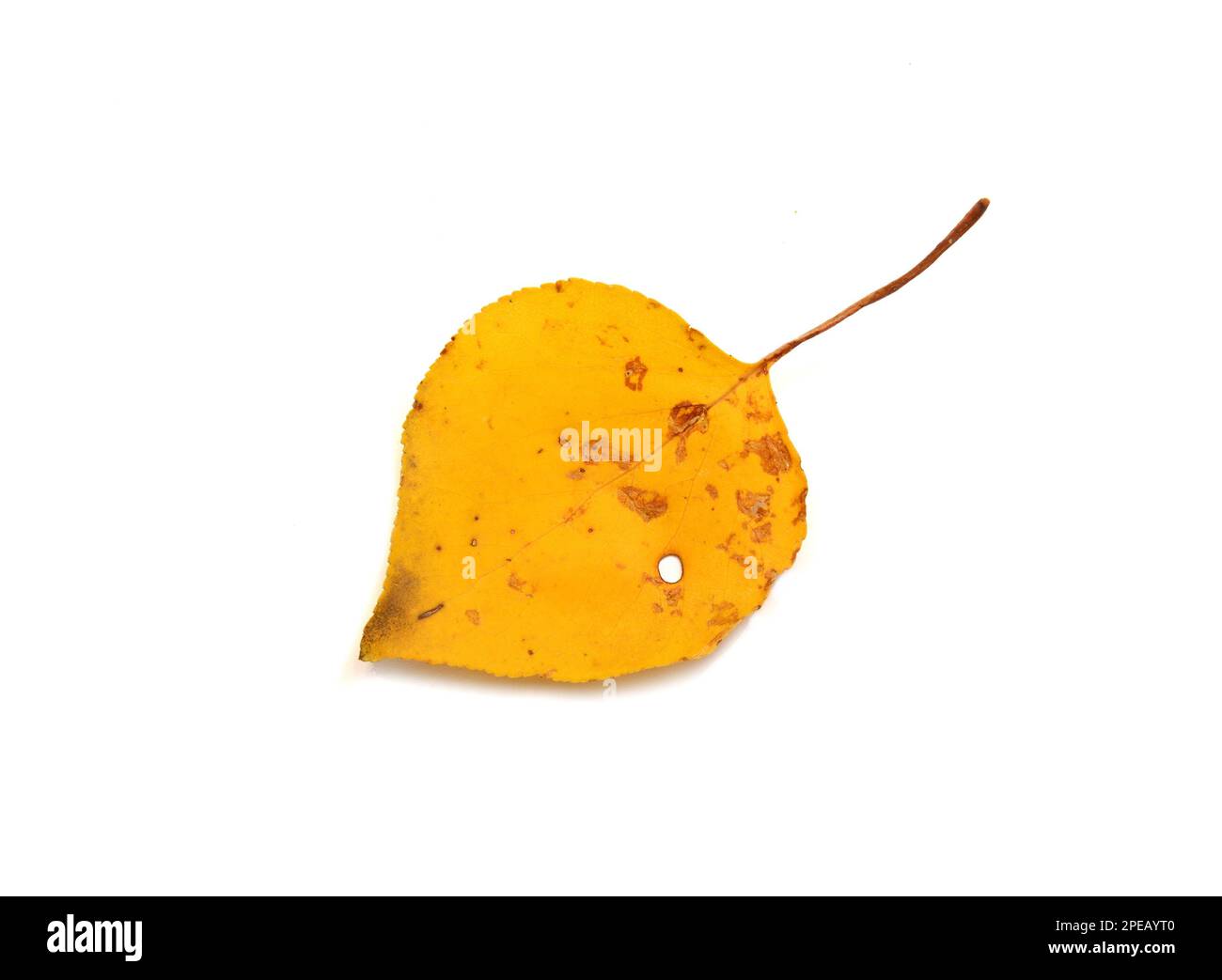 autumn leaf isolated on white background Stock Photo - Alamy
