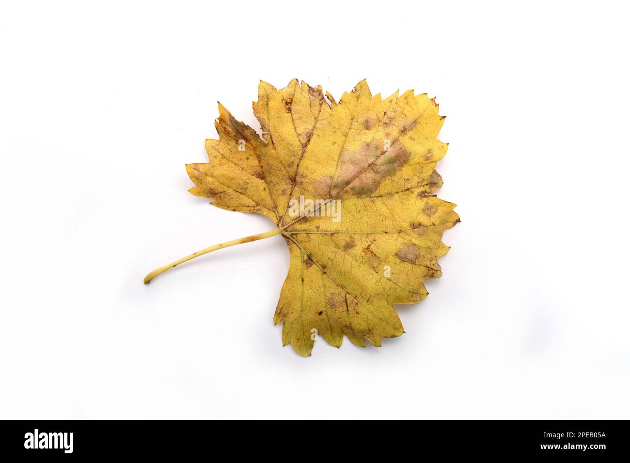 autumn leaf isolated on white background Stock Photo - Alamy