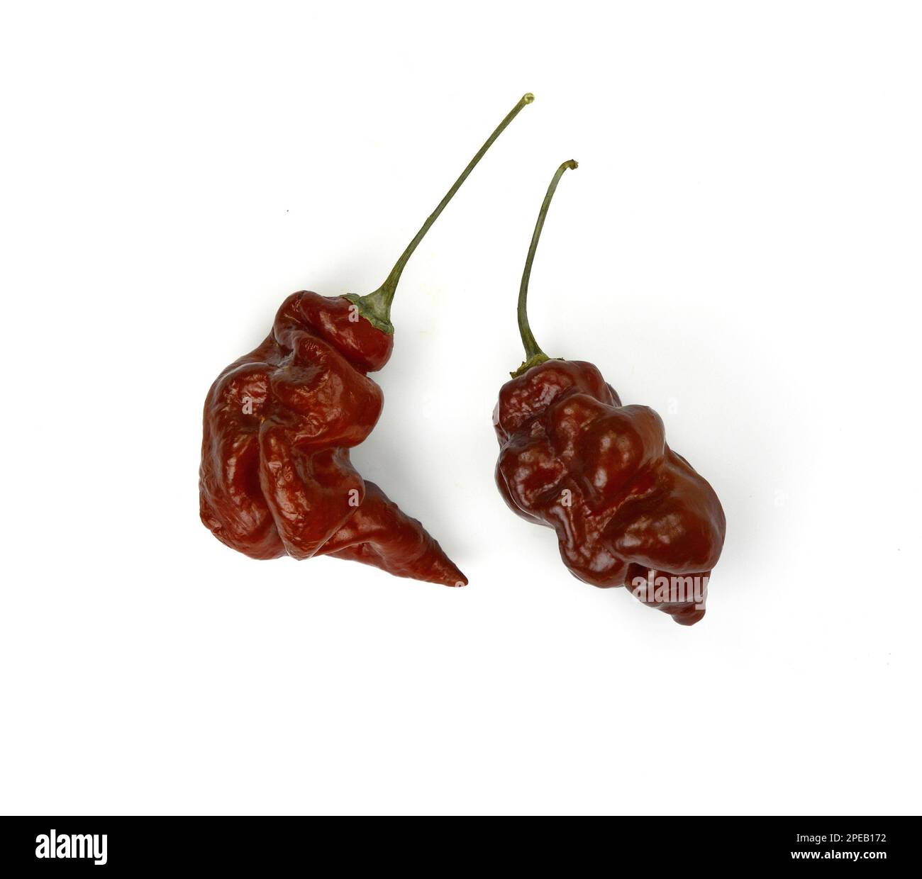Carolina Reaper, the hottest chile pepper Capsicum chinense, whole ripe ...