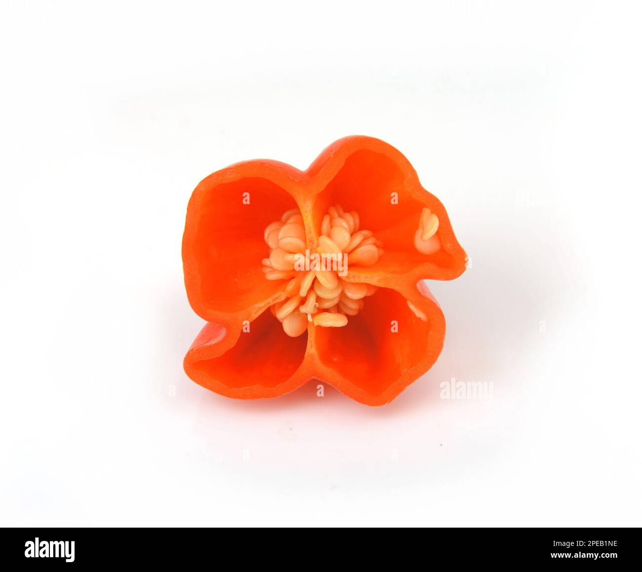 Isolated image of a habanero red chilli pepper cut in half with seeds ...