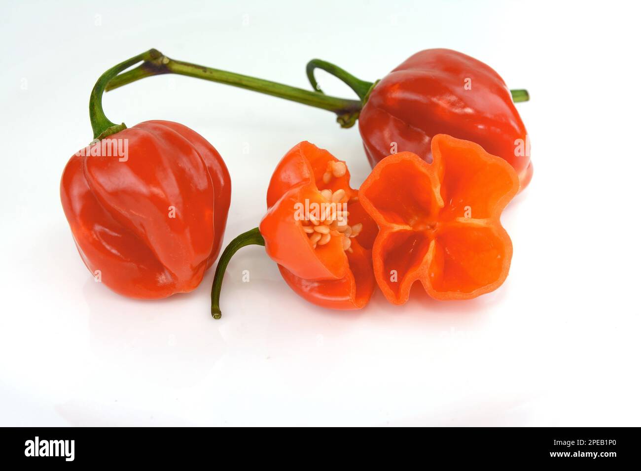 Red Habanero chili isolated on white background Stock Photo - Alamy