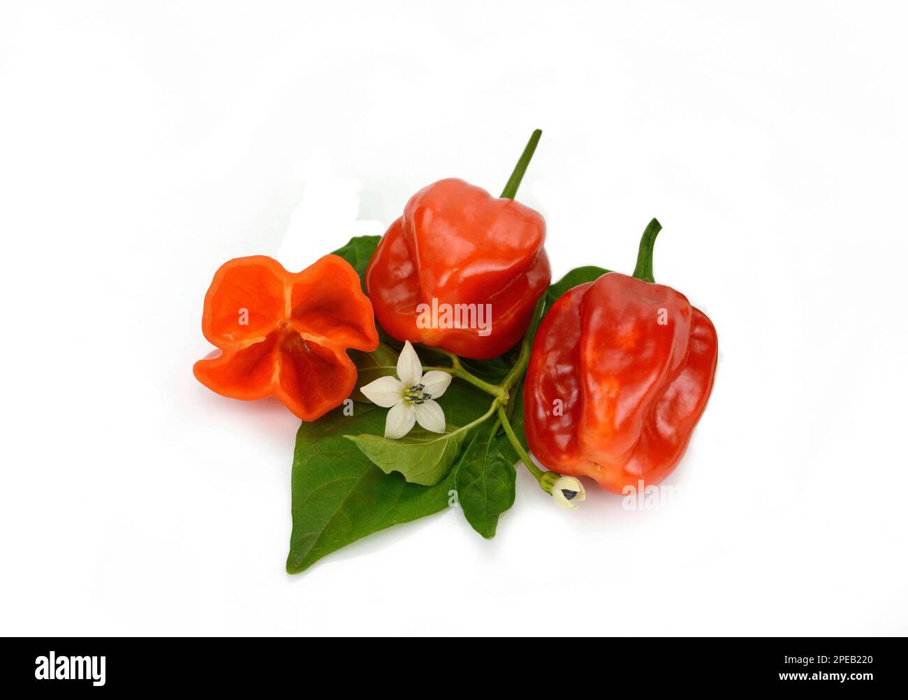 Red Habanero chili with flower and leaves one half isolated on white ...