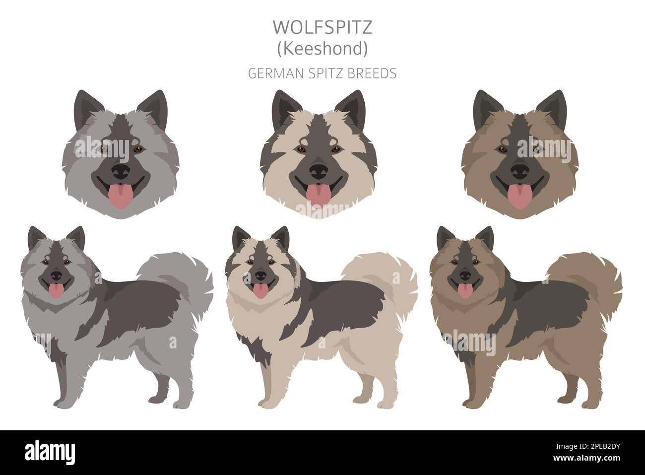 German spitz, Wolfspitz clipart. Different poses, coat colors set. Vector illustration Stock ...