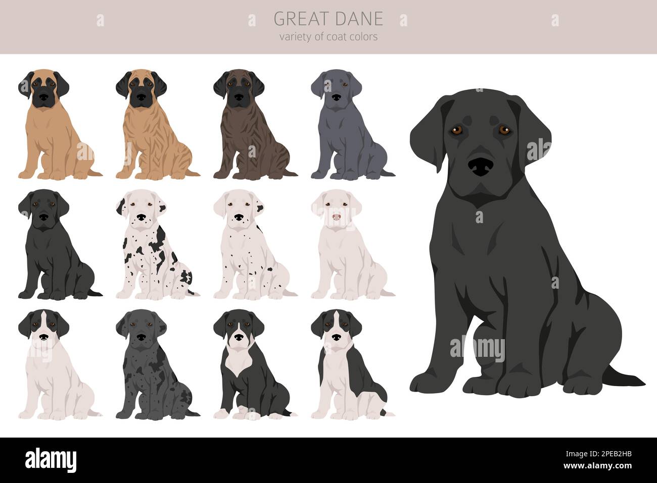 Great Dane clipart. Different poses, coat colors set. Vector ...